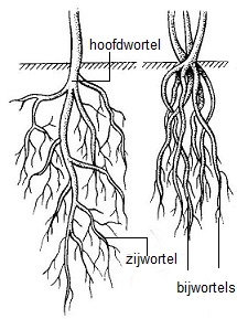 De eigenschappen van een plant :: Planteneigenschappen